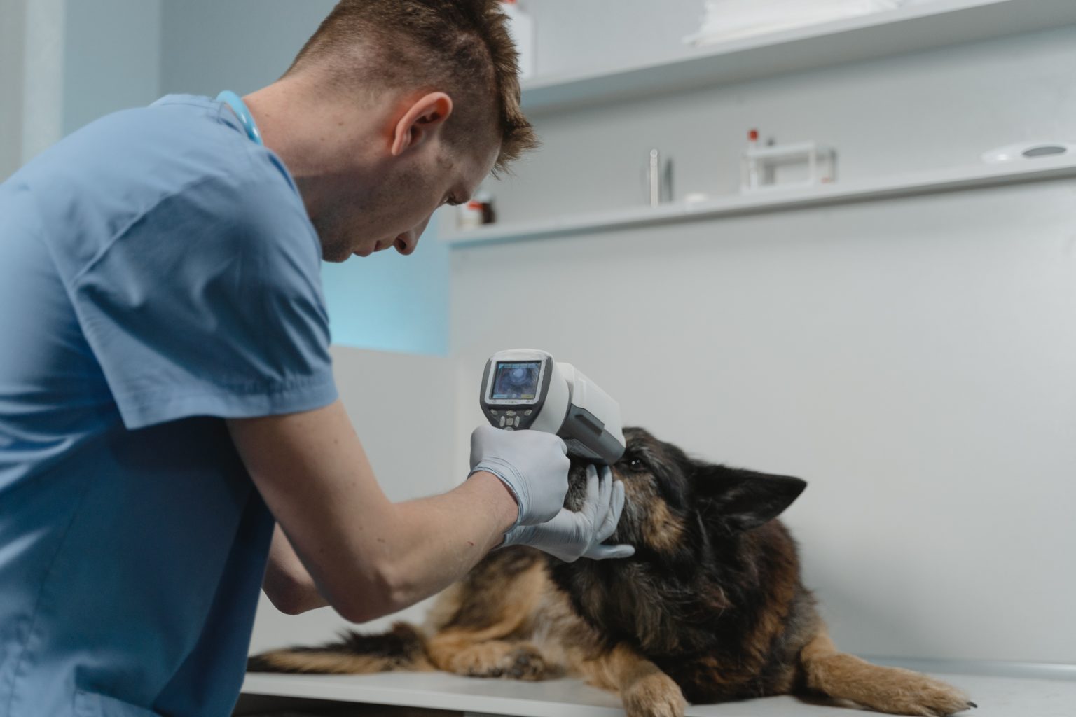 what is a veterinarian? - Studying Medicine in Europe
