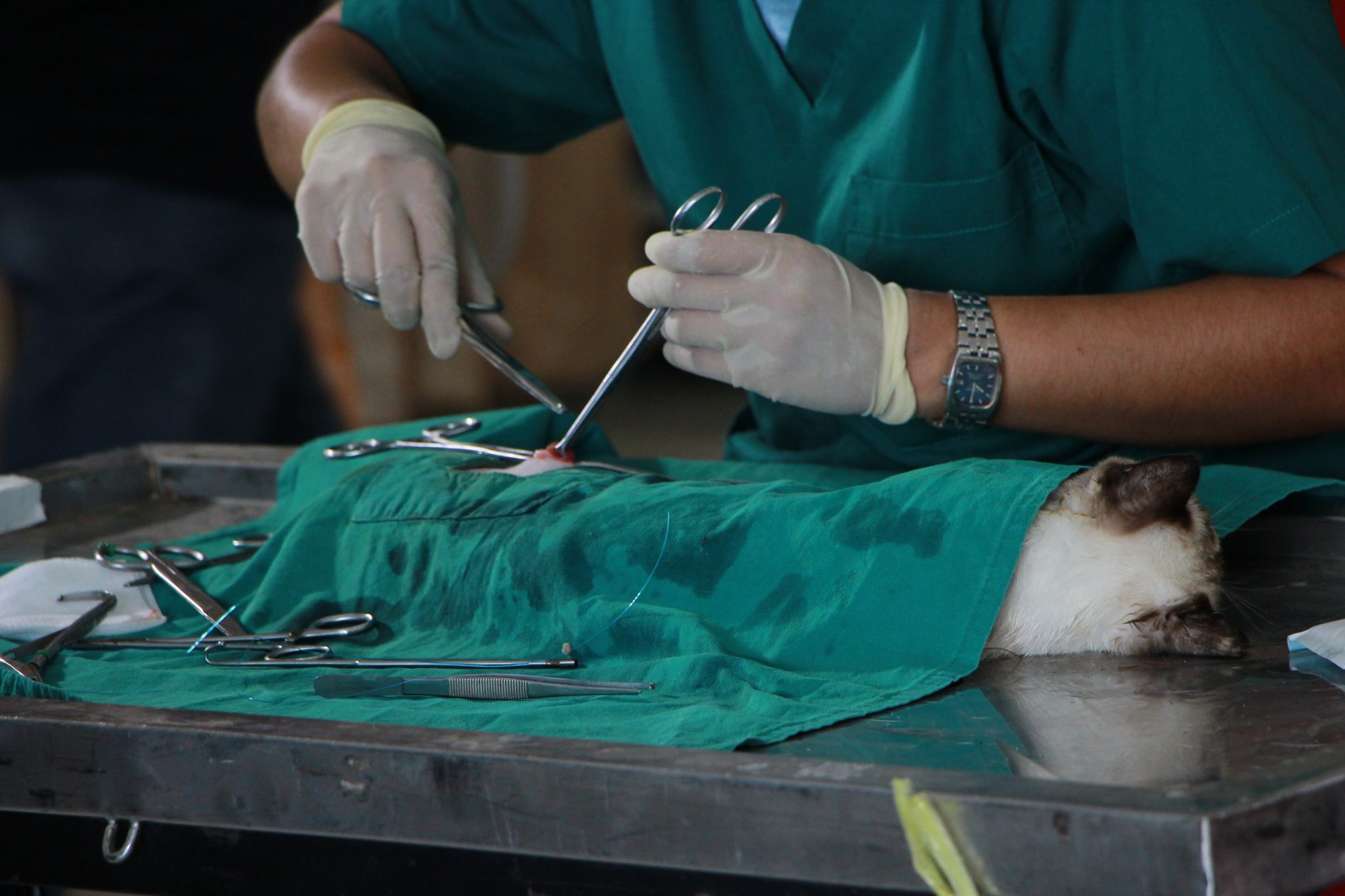 What qualifications do I need to be a vet? - Studying Medicine in Europe