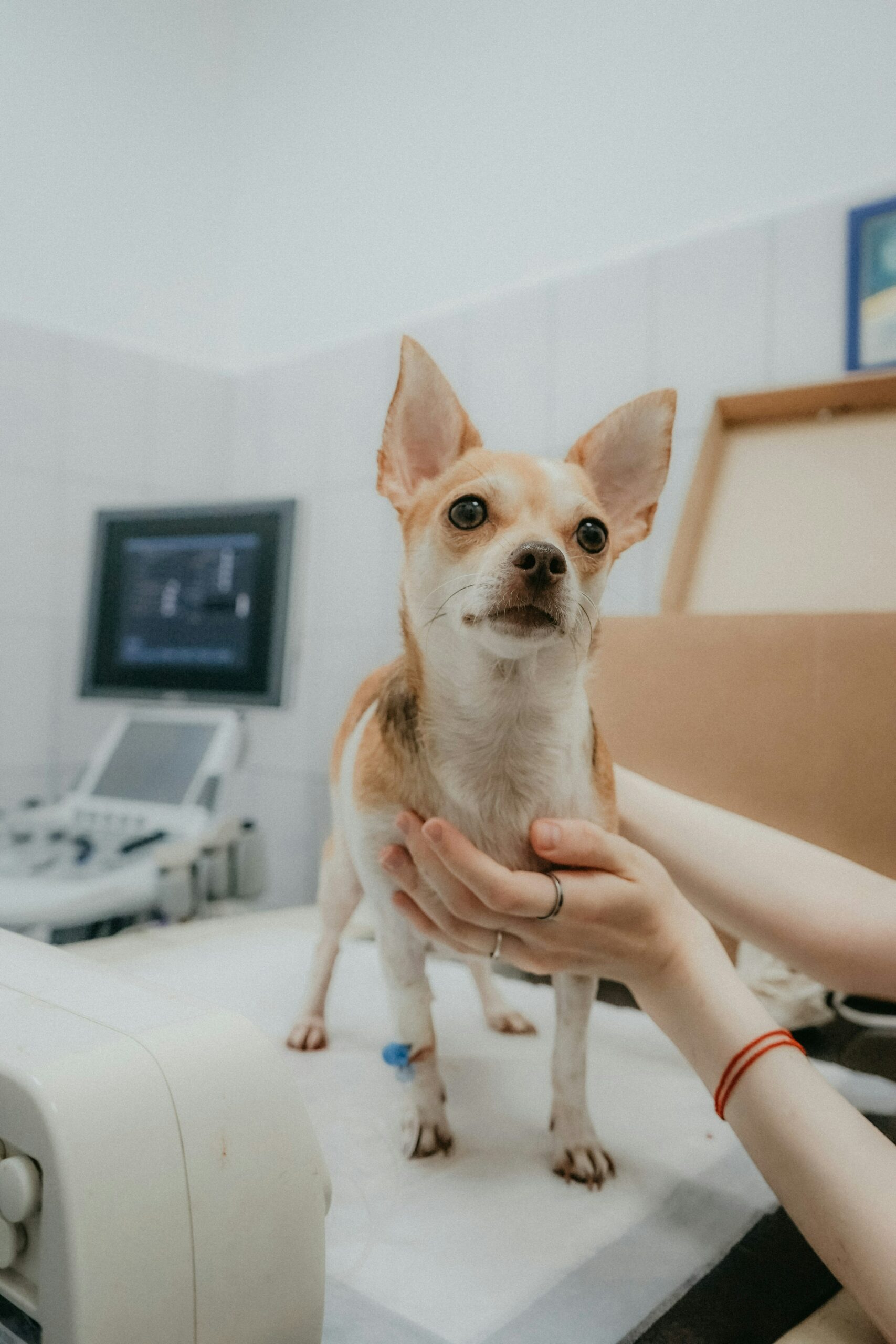 Study Veterinary in Europe - Studying Medicine in Europe